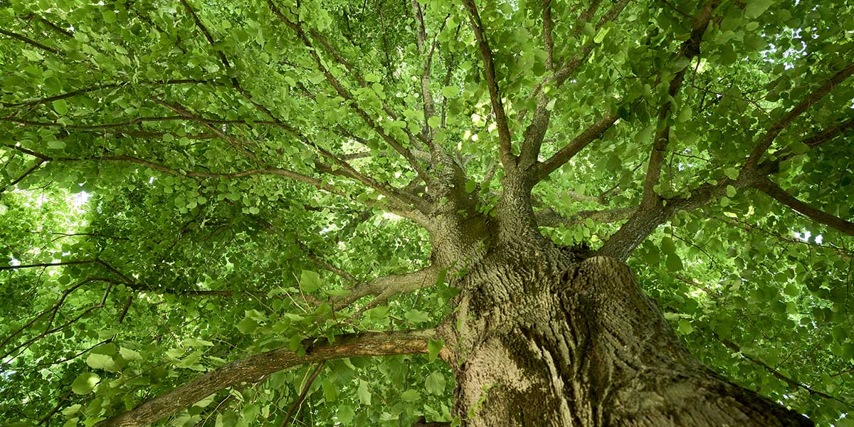 Tips For Keeping Your Trees Strong And Healthy